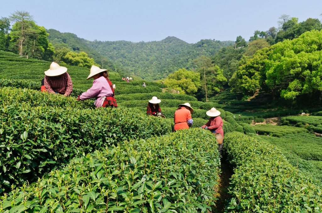 A leghíresebb teaültetvények Srí Lankától az Azori-szigetekig
